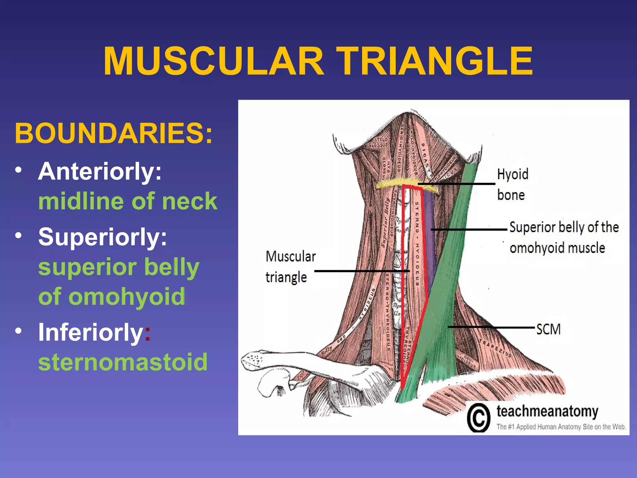 surgical anatomy of Triangles of neck | PPT