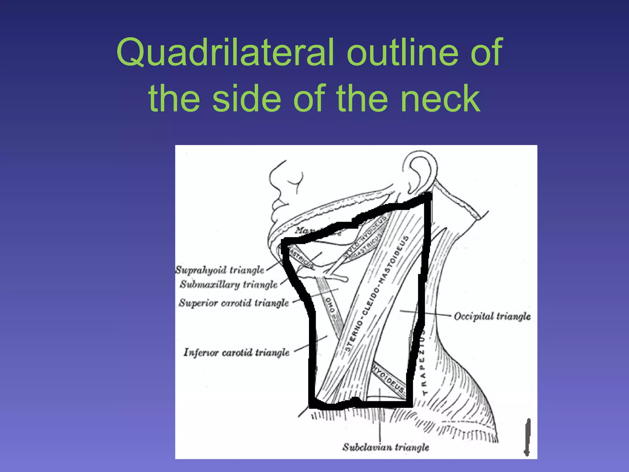 surgical anatomy of Triangles of neck | PPT