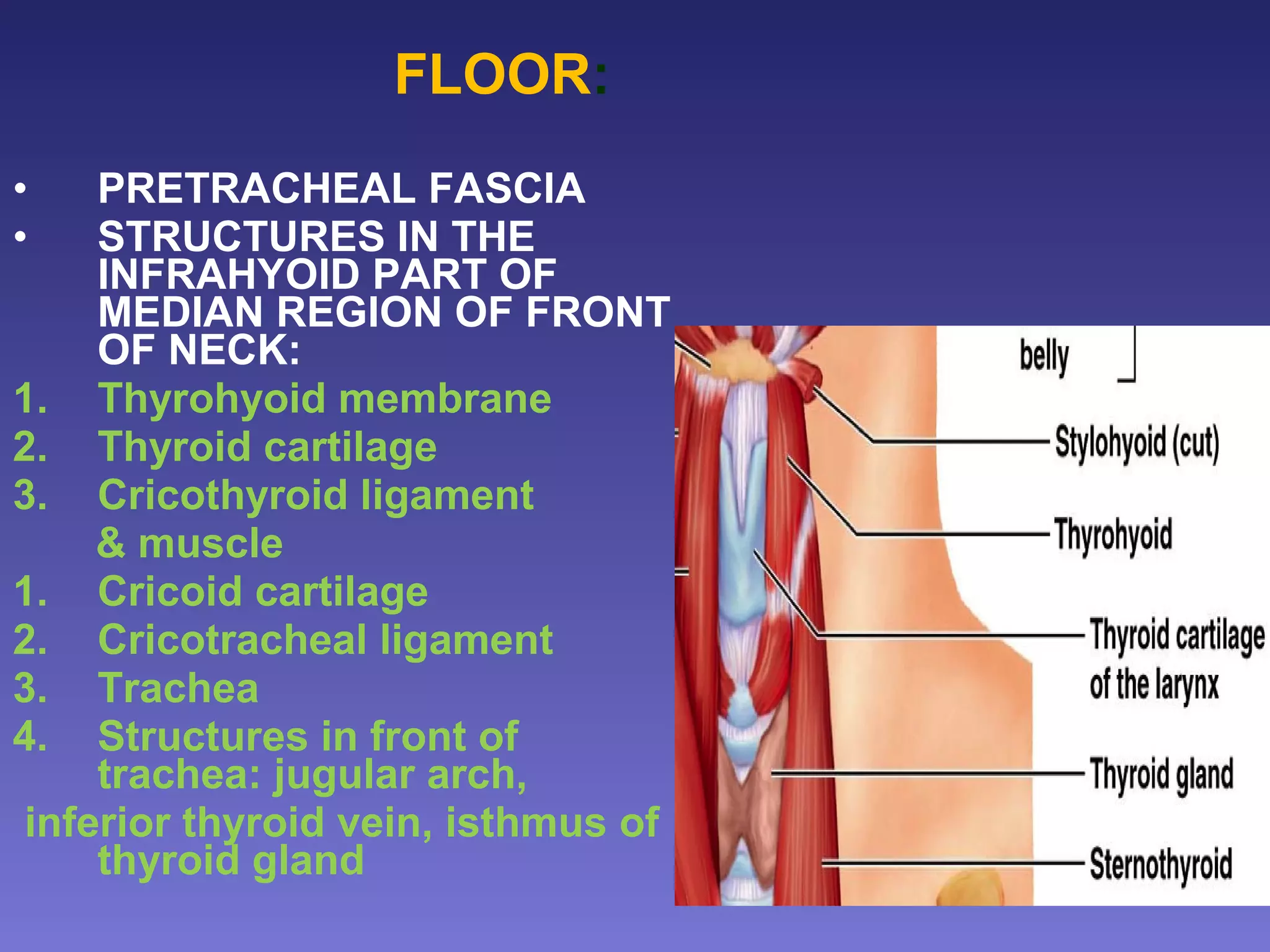 surgical anatomy of Triangles of neck | PPT