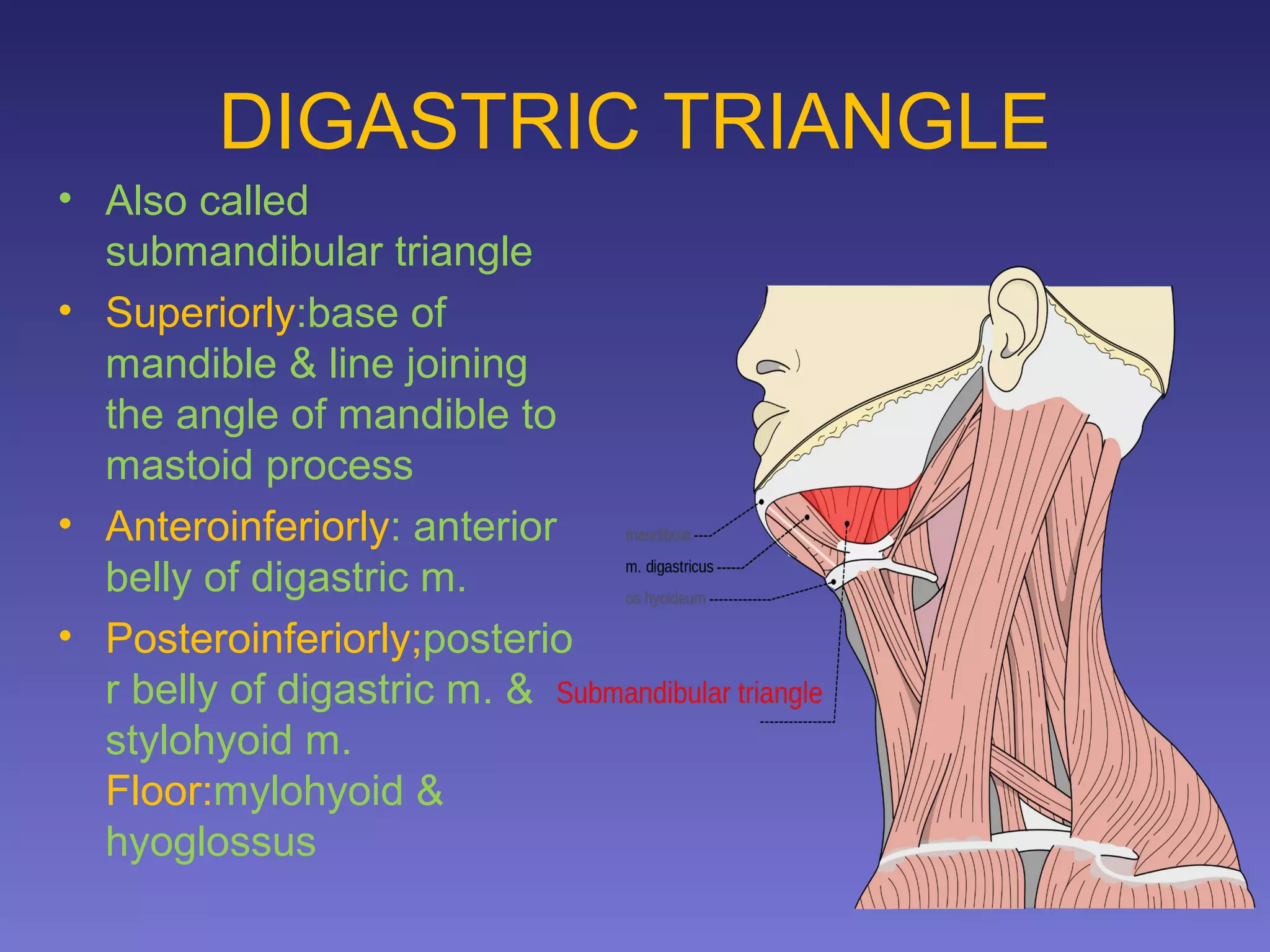 surgical anatomy of Triangles of neck | PPT