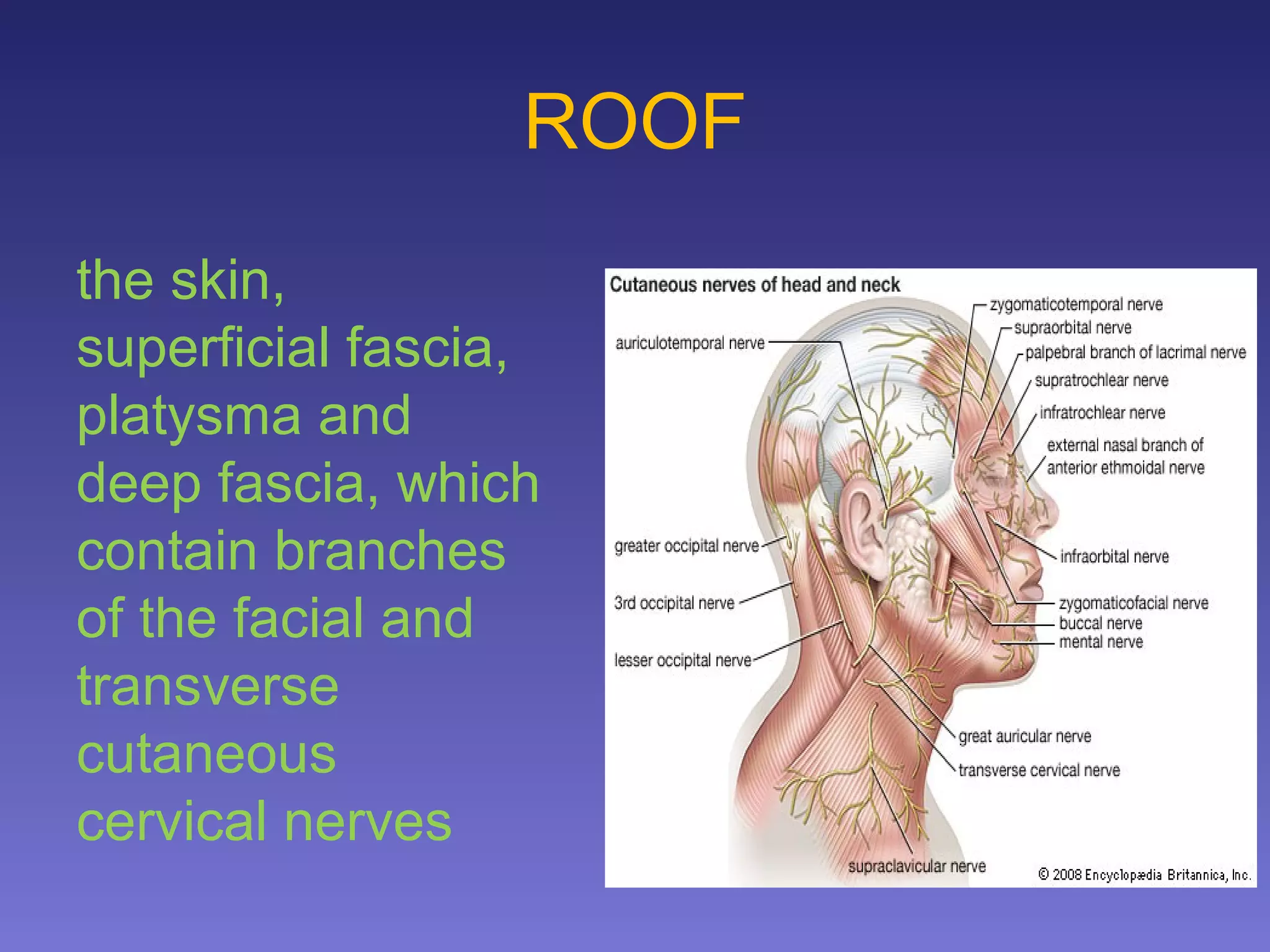 surgical anatomy of Triangles of neck | PPT