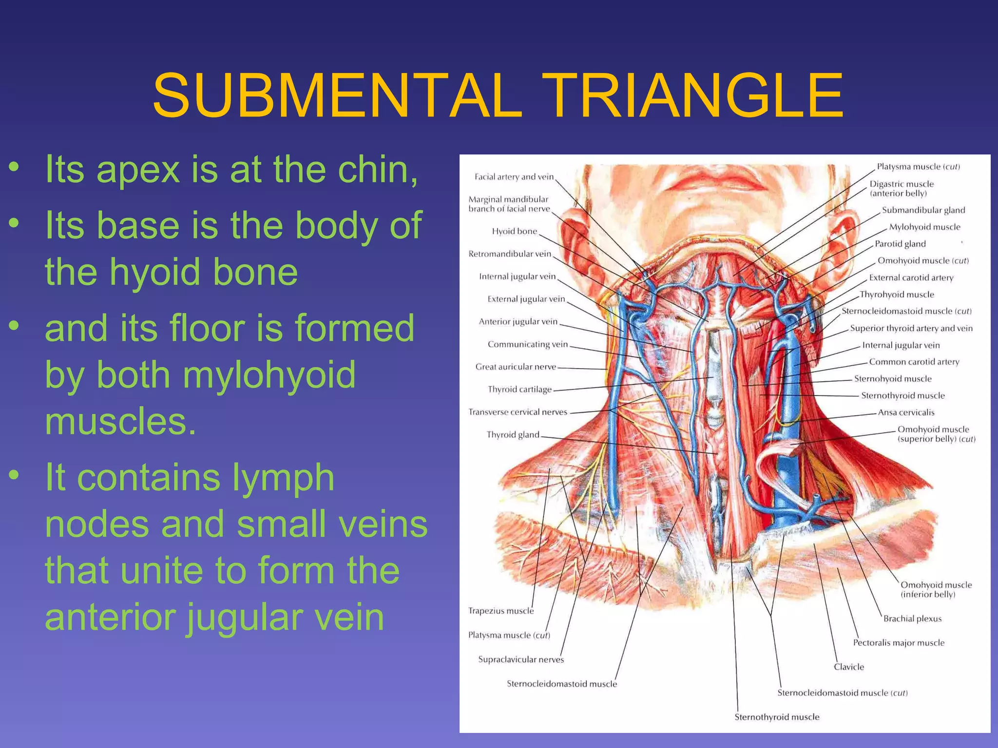 surgical anatomy of Triangles of neck | PPT