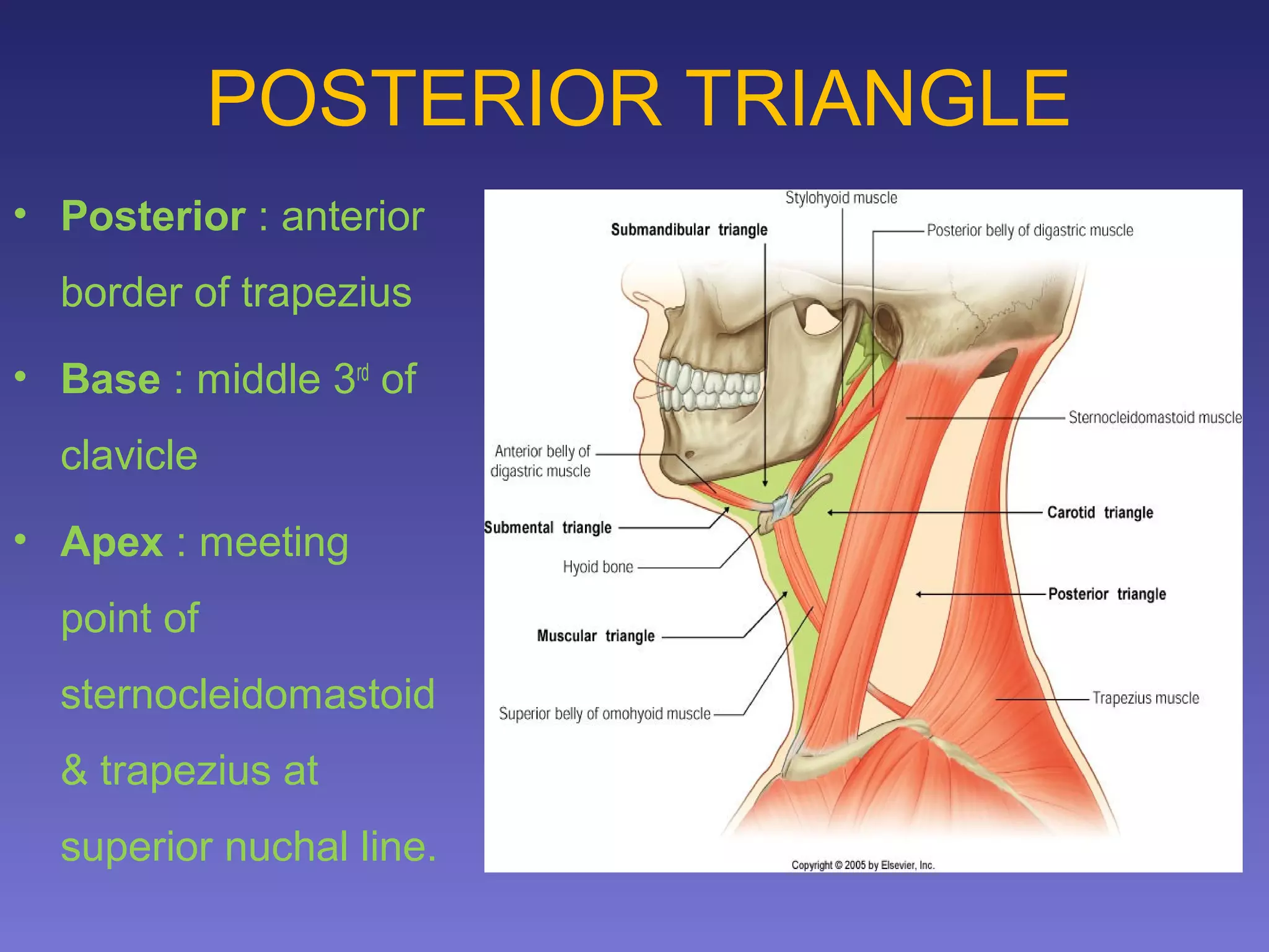 surgical anatomy of Triangles of neck | PPT