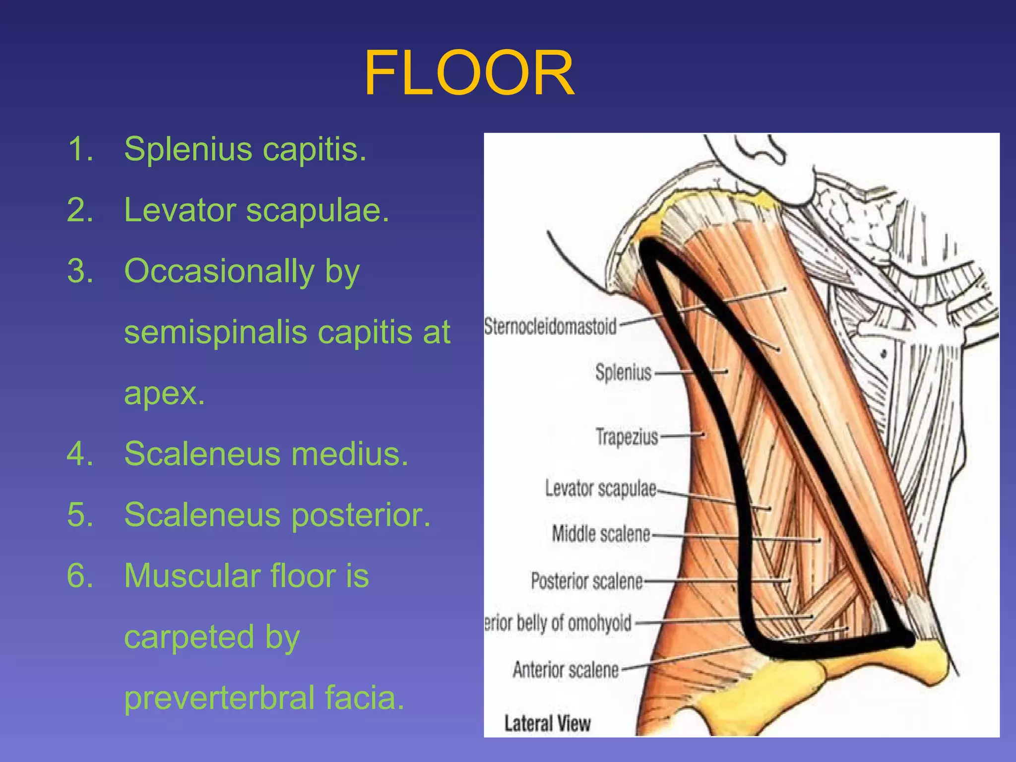 surgical anatomy of Triangles of neck | PPT