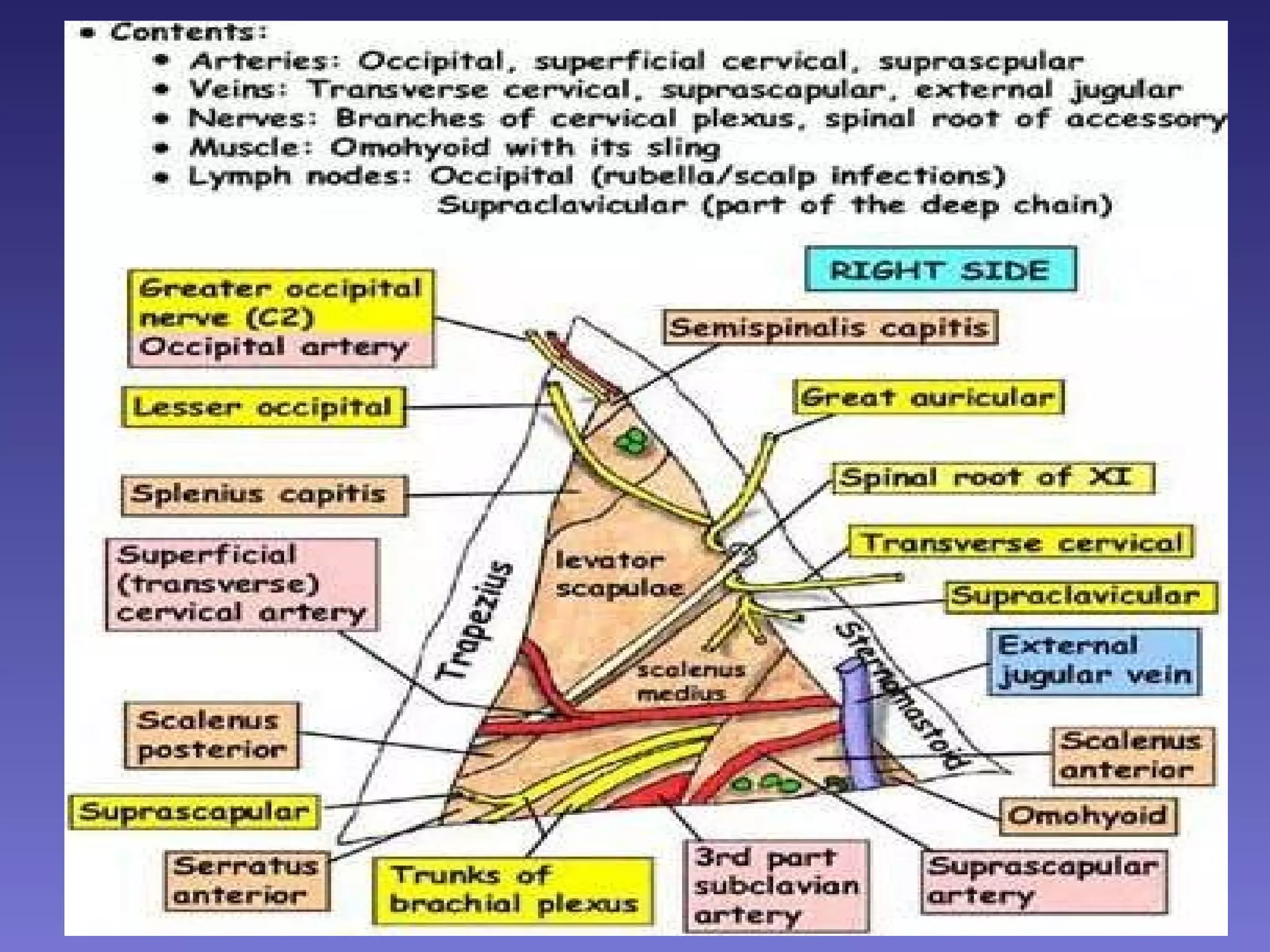surgical anatomy of Triangles of neck | PPT