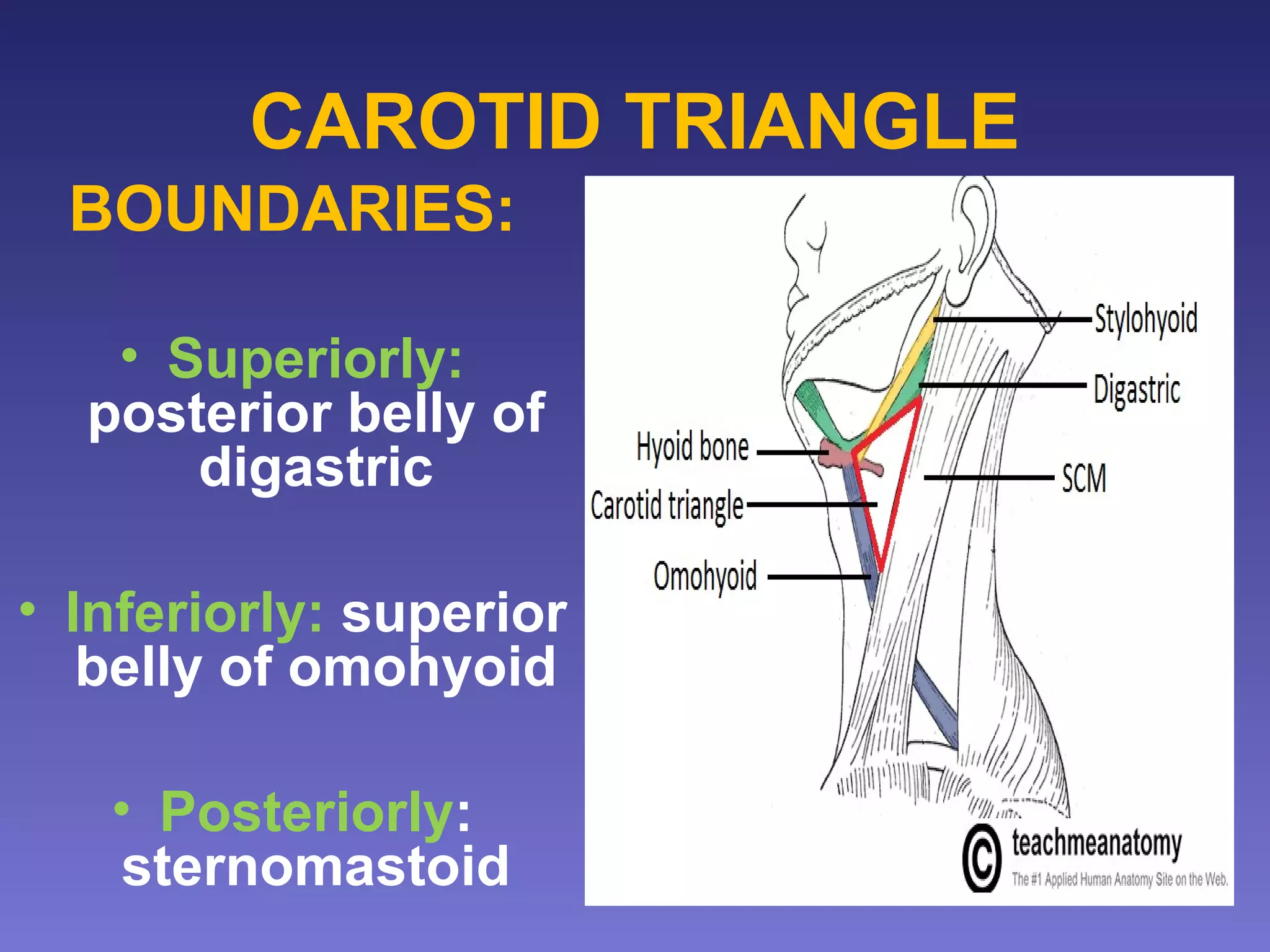 surgical anatomy of Triangles of neck | PPT