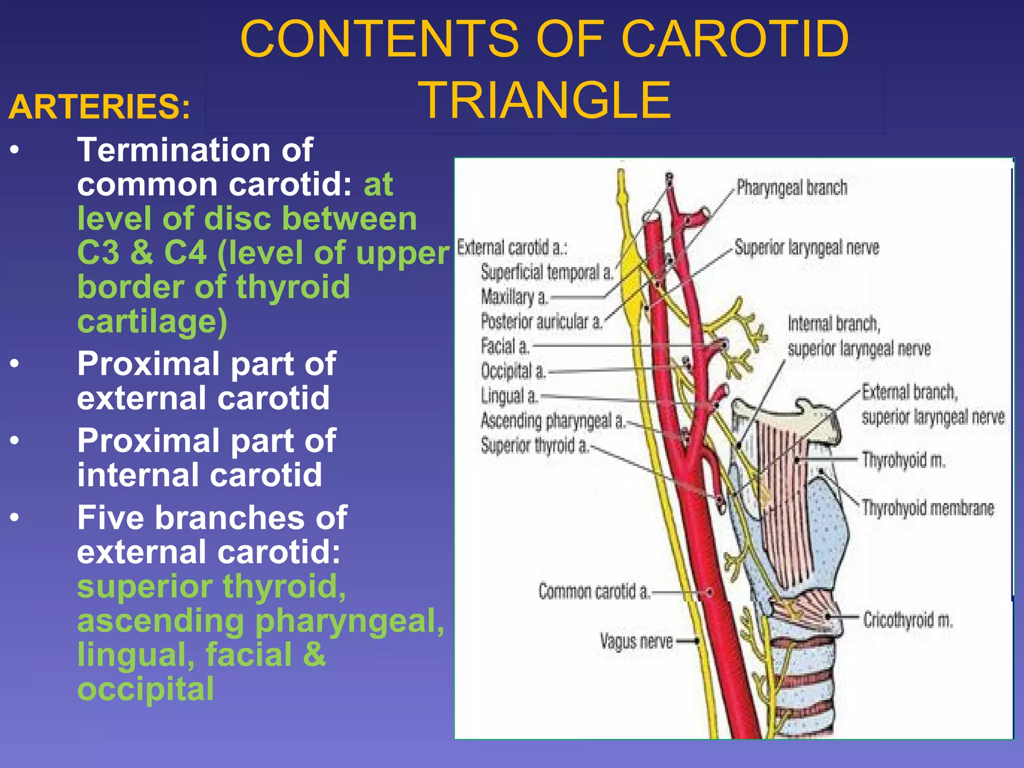 surgical anatomy of Triangles of neck | PPT