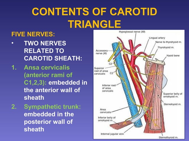 surgical anatomy of Triangles of neck | PPT