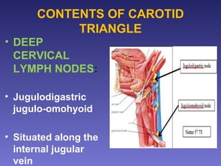 surgical anatomy of Triangles of neck | PPT
