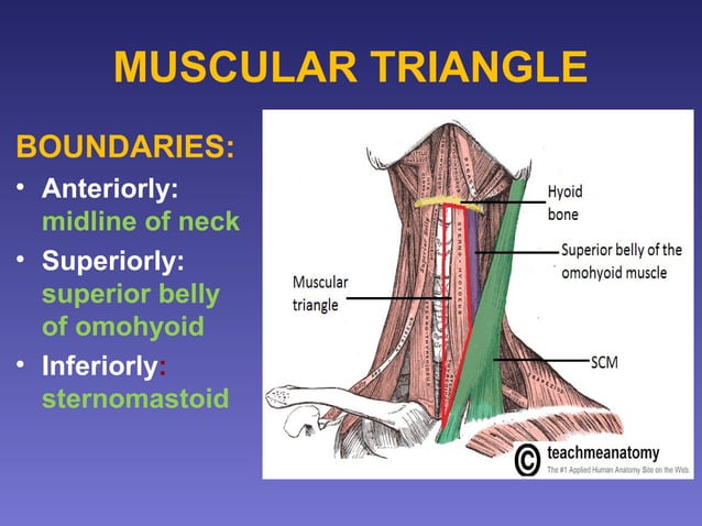 surgical anatomy of Triangles of neck | PPT