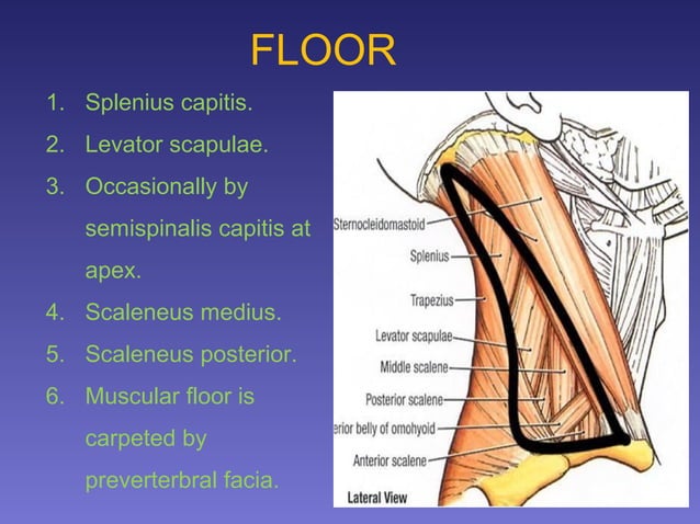 surgical anatomy of Triangles of neck | PPT