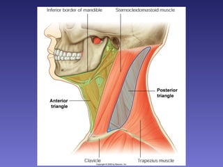surgical anatomy of Triangles of neck | PPT