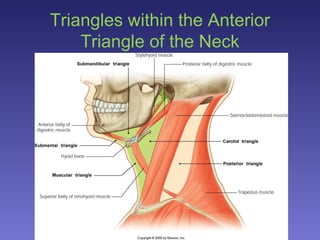 surgical anatomy of Triangles of neck | PPT