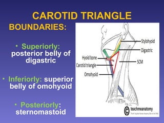 surgical anatomy of Triangles of neck | PPT