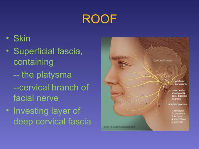 surgical anatomy of Triangles of neck | PPT