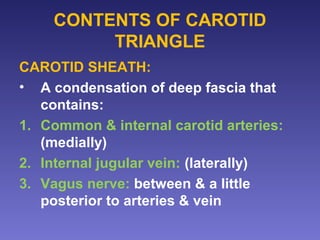 Carotid Triangle And Sheath