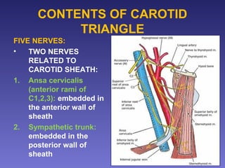 Carotid Triangle And Sheath