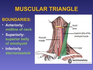 Posterior Triangle Of Neck Dissection