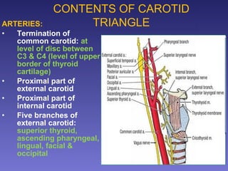 Carotid Triangle And Sheath