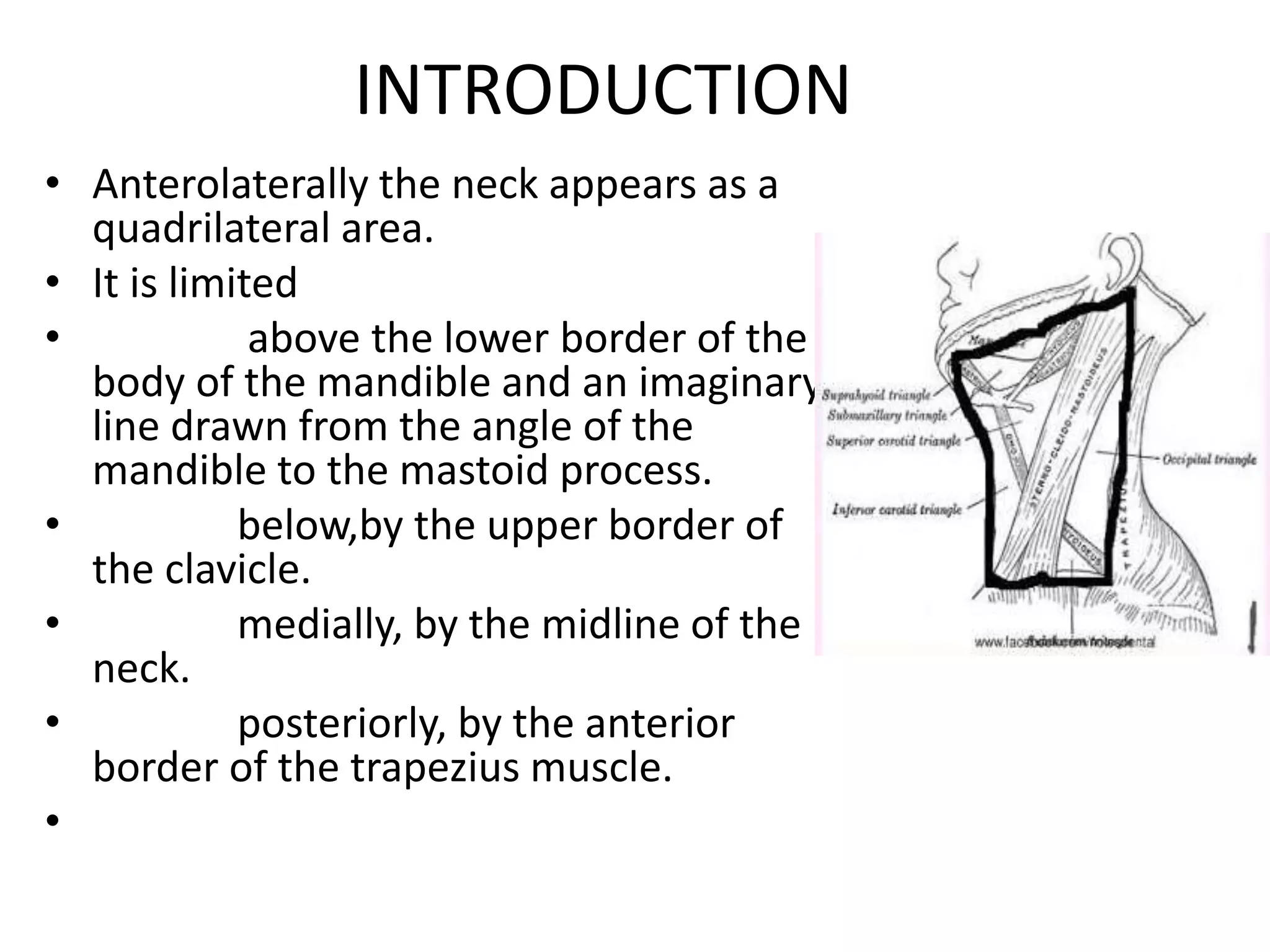 Triangles of neck_prvee[1] | PPTX