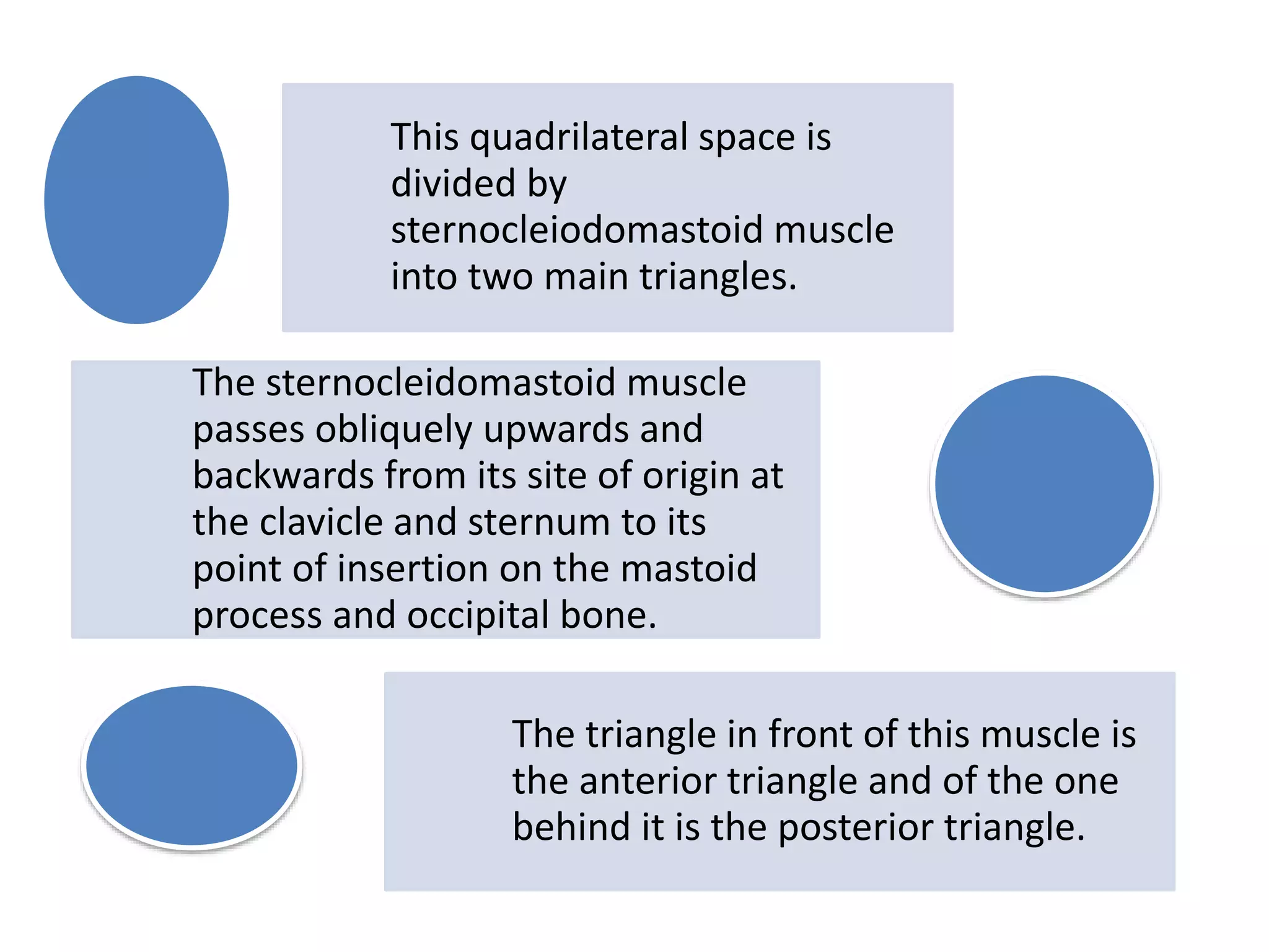 Triangles of neck_prvee[1] | PPTX