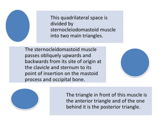Triangles of neck_prvee[1] | PPTX
