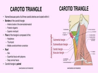 Triangles of neck & submandibular region | PPT
