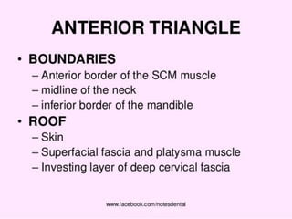 Triangles of neck & submandibular region | PPT