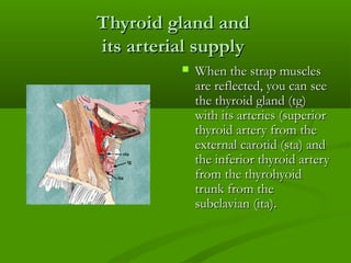 Triangles of the neck | PPT