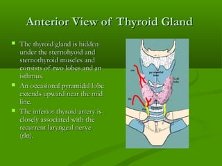 Triangles of the neck | PPT