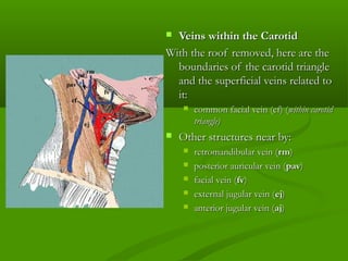 Triangles of the neck | PPT