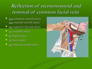 Triangles of the neck | PPT