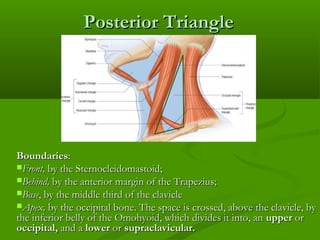 Triangles of the neck | PPT