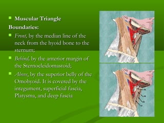 Triangles of the neck | PPT
