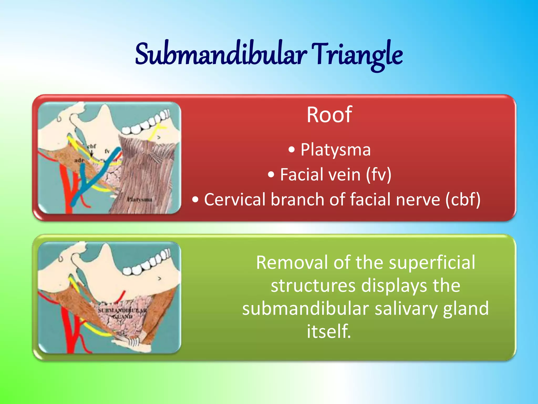 Triangles of the neck | PPTX