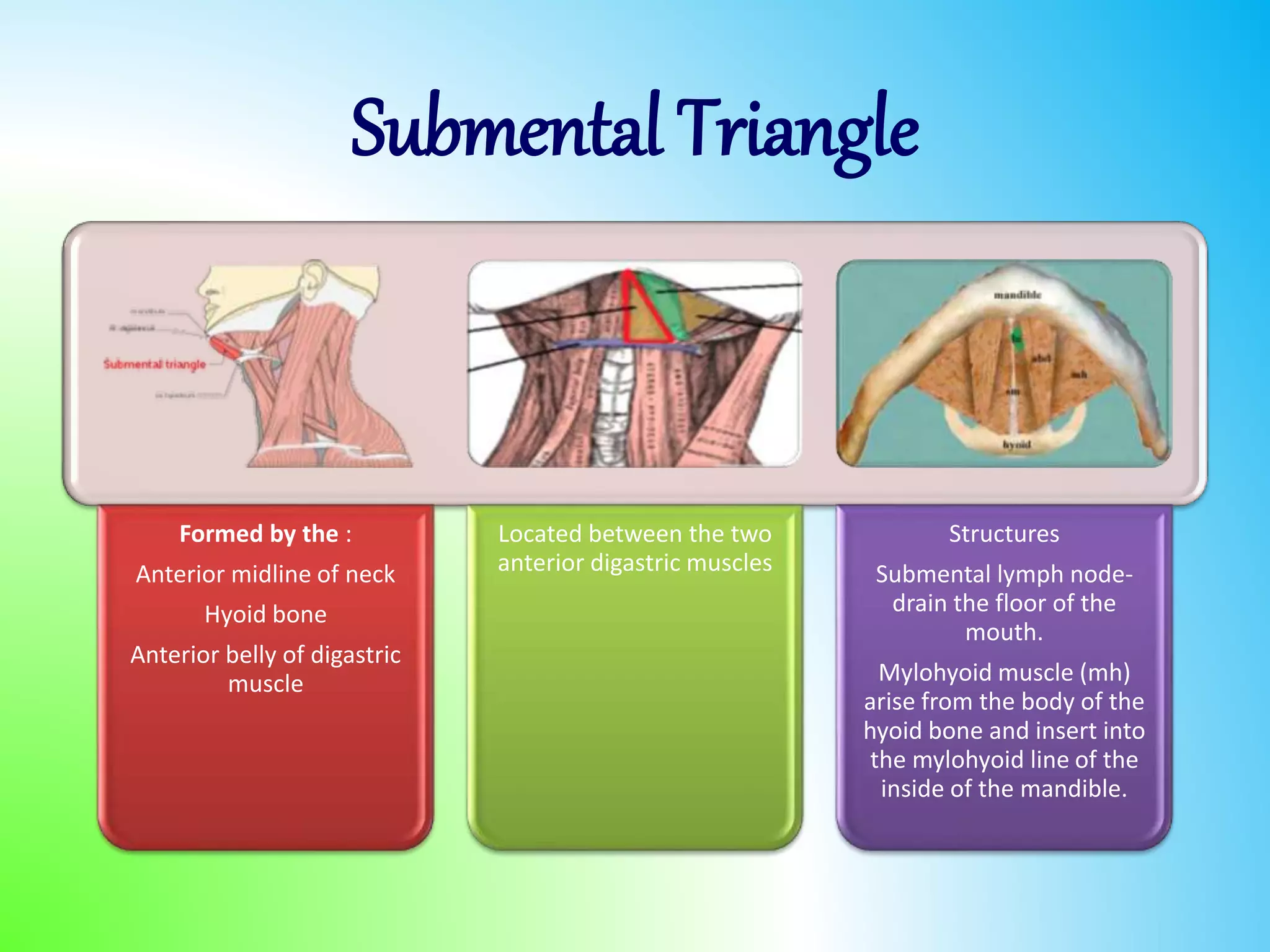 Triangles of the neck | PPTX