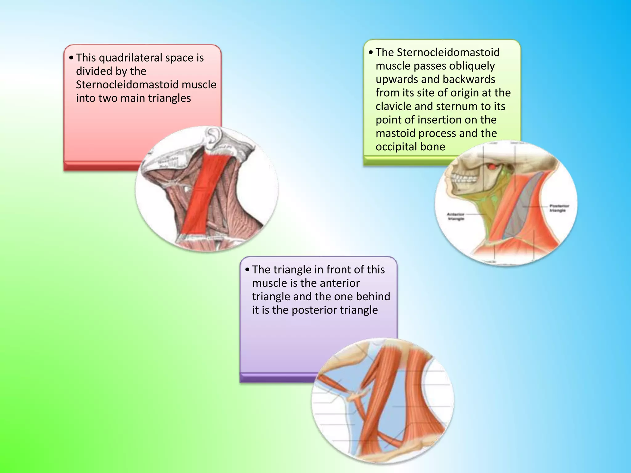 Triangles of the neck | PPT