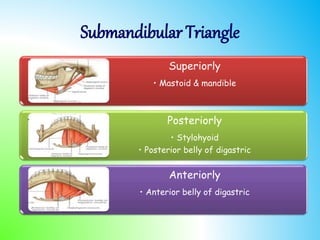Triangles of the neck | PPTX