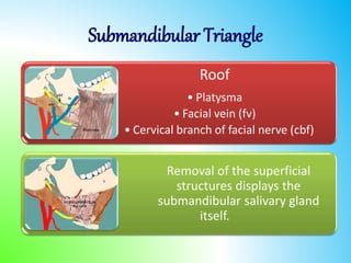 Triangles of the neck | PPTX