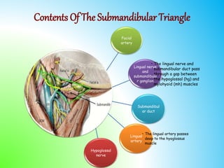 Triangles of the neck | PPTX