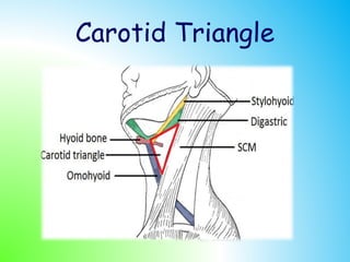 Triangles of the neck | PPTX