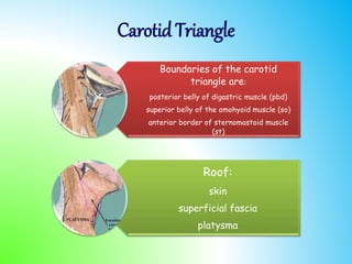 Triangles of the neck | PPTX