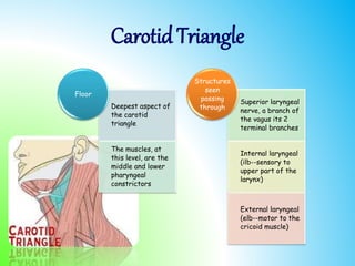 Triangles of the neck | PPTX