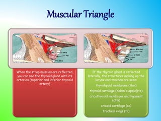 Triangles of the neck | PPTX | Death, Injury, or Military Conflict ...