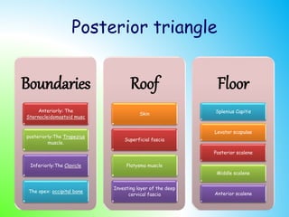 Triangles of the neck | PPTX