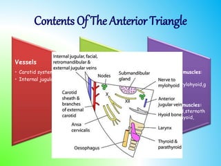 Triangles of the neck | PPTX