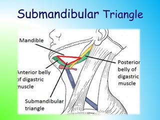 Triangles of the neck | PPTX
