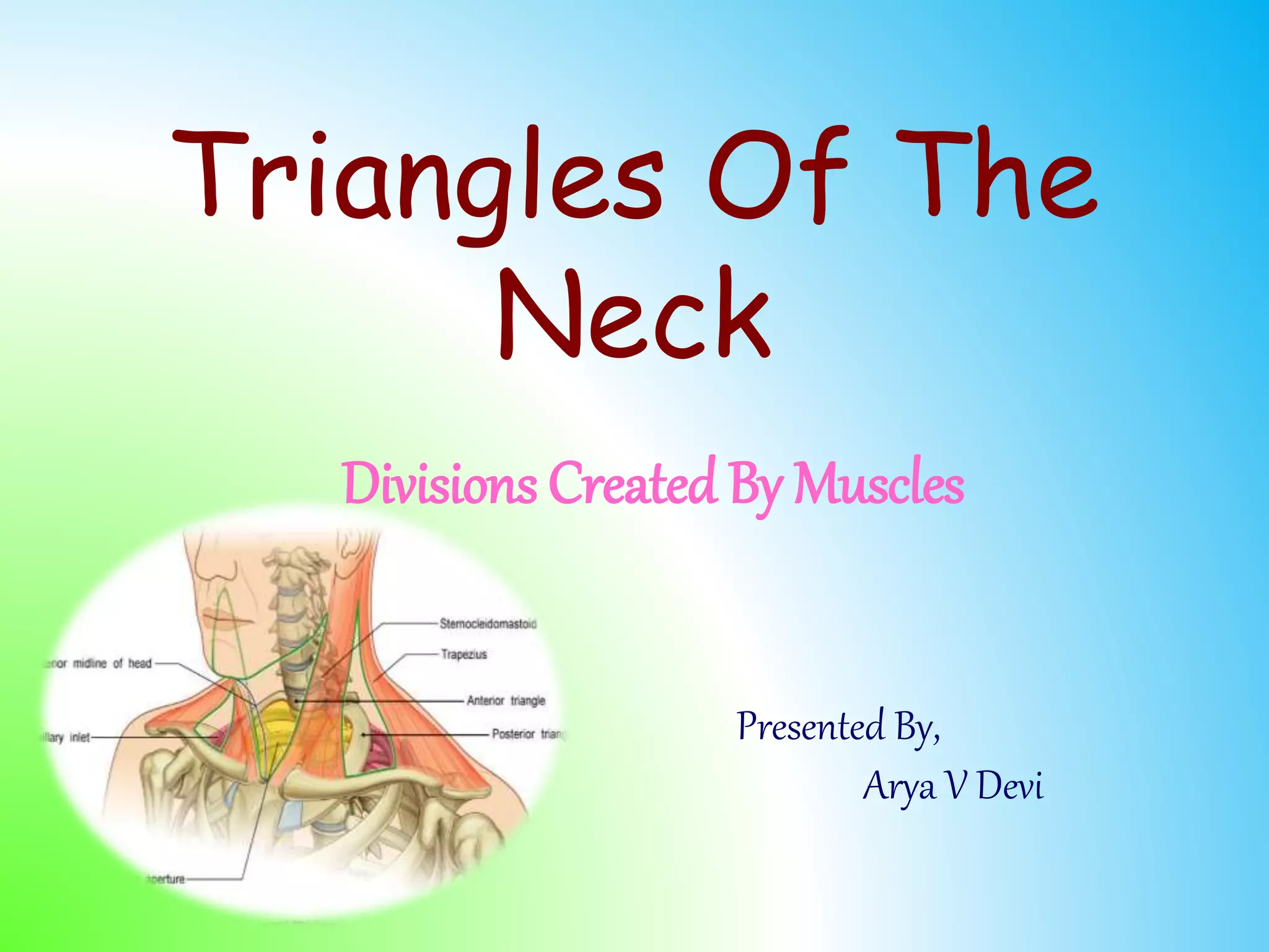 Triangles of the neck | PPTX