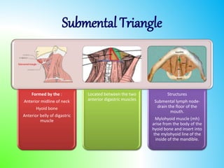 Triangles of the neck | PPTX | Death, Injury, or Military Conflict ...
