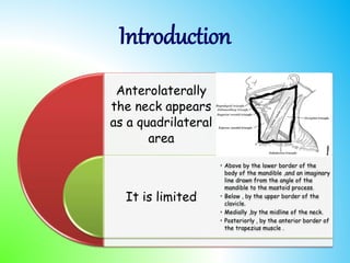 Triangles of the neck | PPTX | Death, Injury, or Military Conflict ...